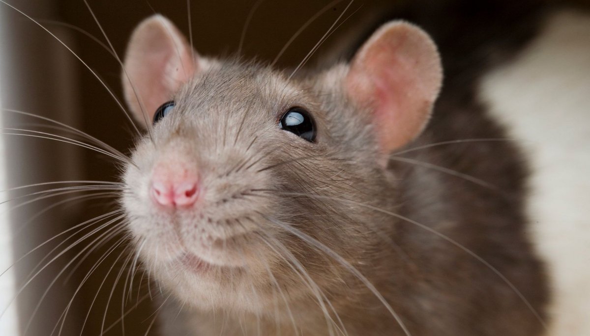 Las ratas captan el ritmo y pueden mover su cabeza al sentir la música ...