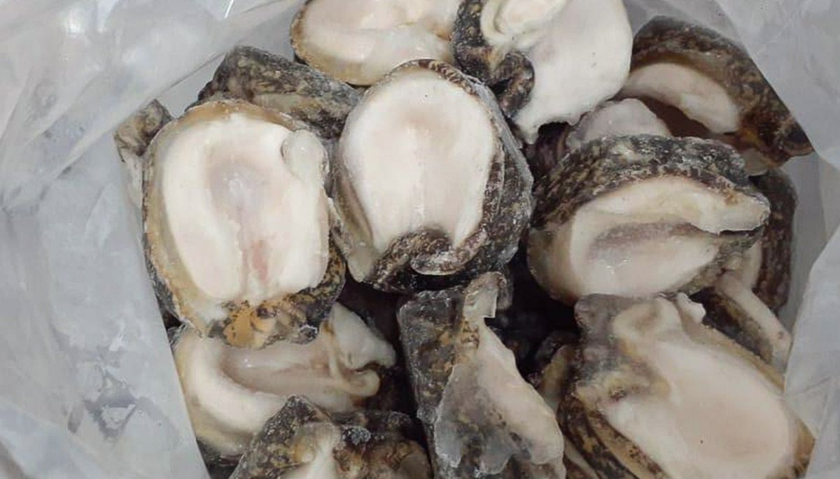 ¡Una locura! El loco chileno fue elegido Molusco Internacional del Año ...