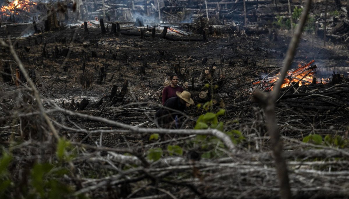 La Amazonía brasileña perdió el 19 % de su superficie por incendios ...