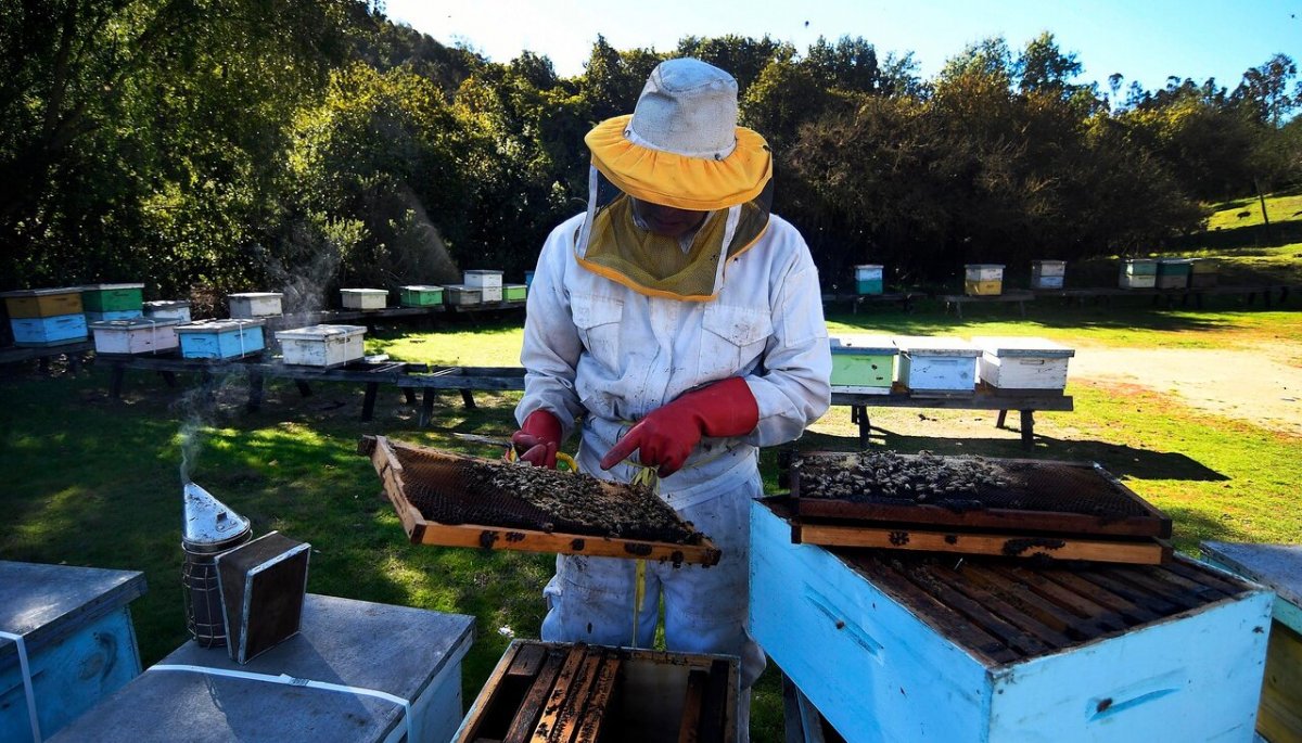 Reinas de exportación: Apicultores chilenos envían más de tres mil ...