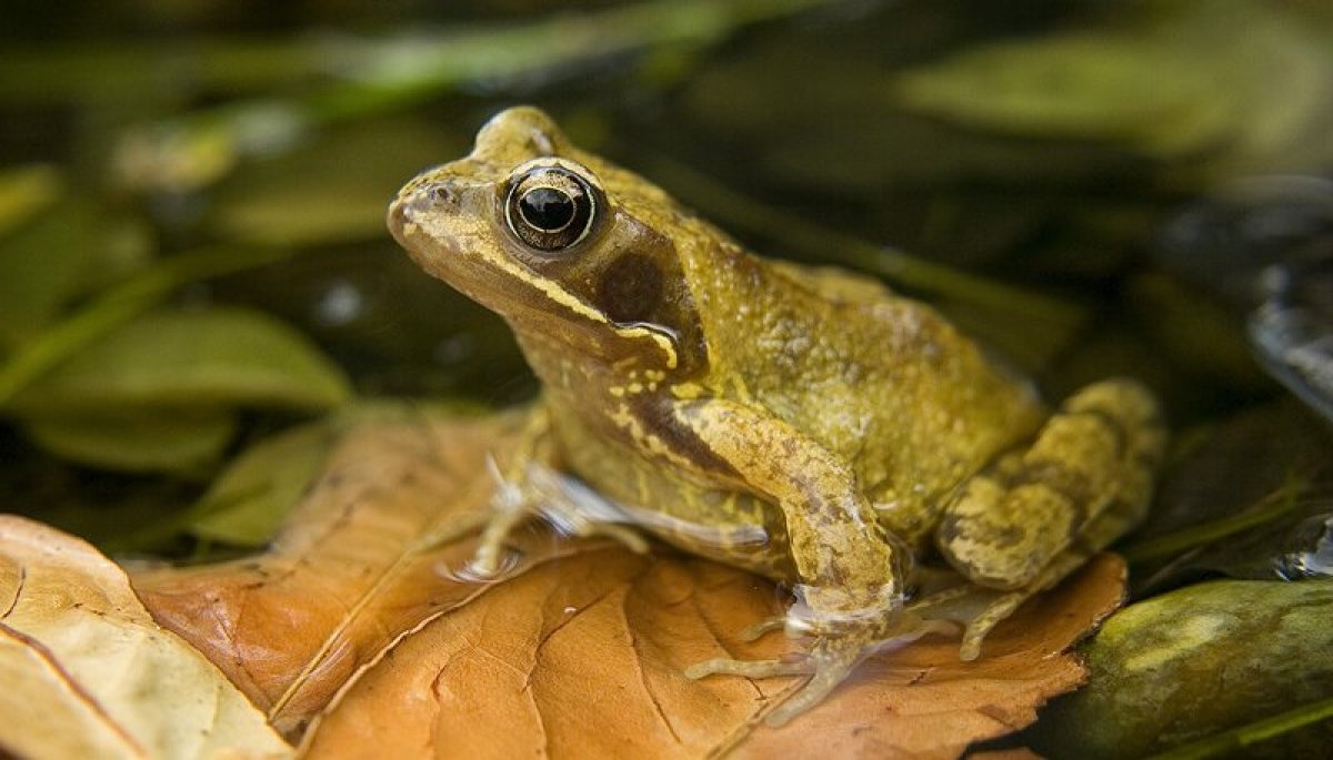 Ranas hembras se hacen las muertas para evitar aparearse con los machos ...