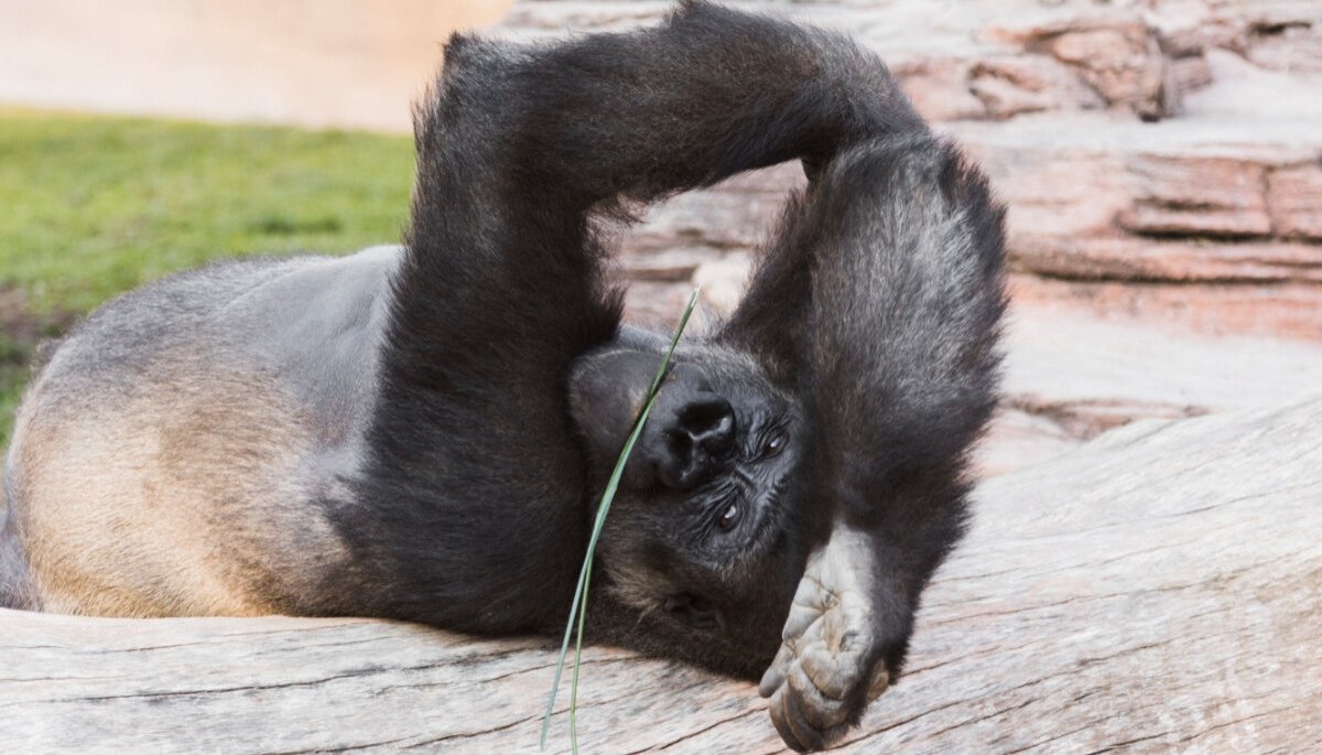 Estudio revela que consumo de alcohol es frecuente entre varios ...