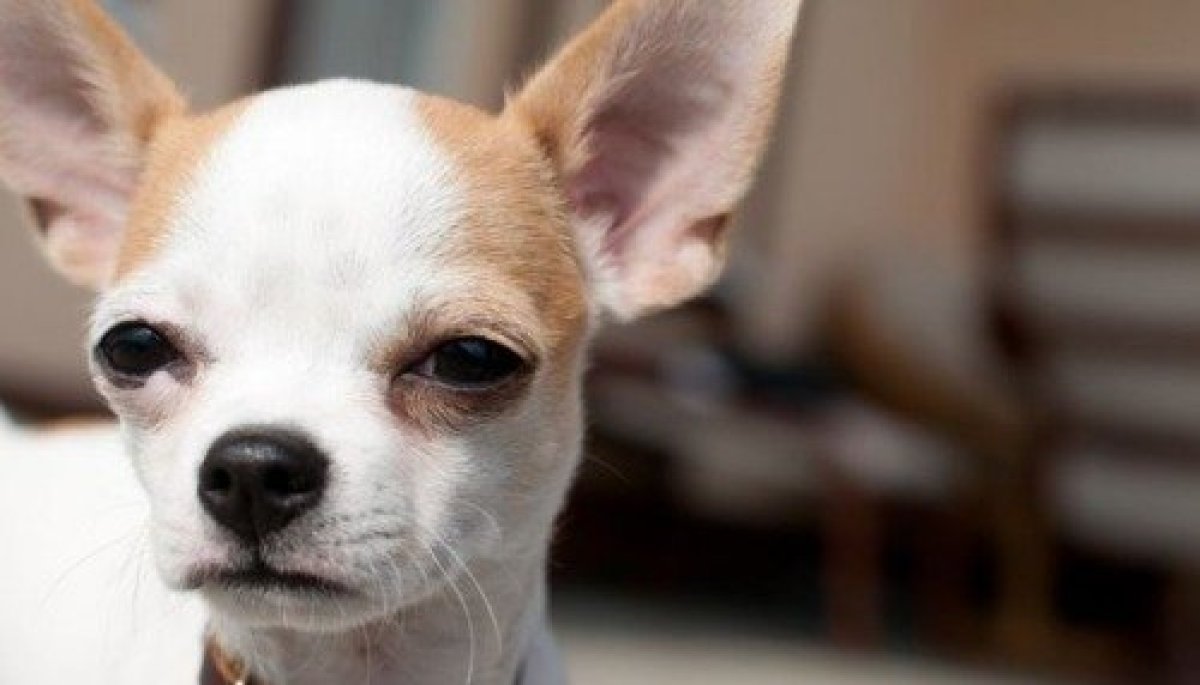 Estudio revela que los perros saben cuando las personas mienten ...