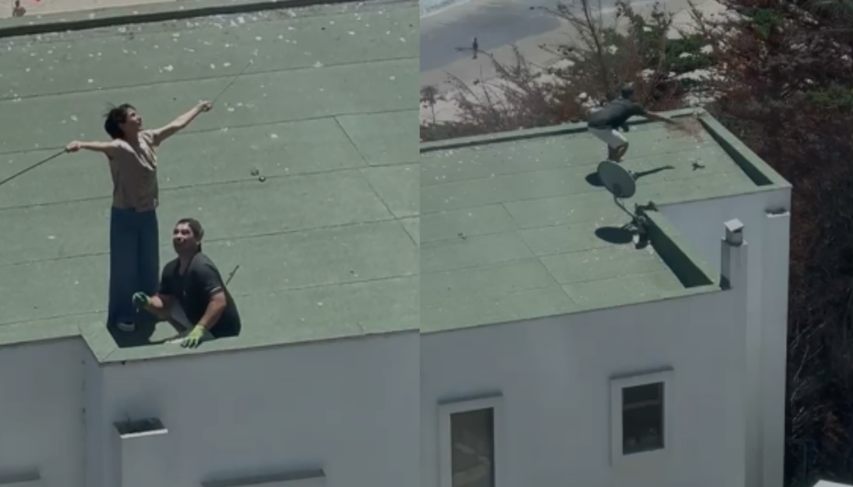 Indignante: captan a pareja arrojando polluelos de gaviota desde ...